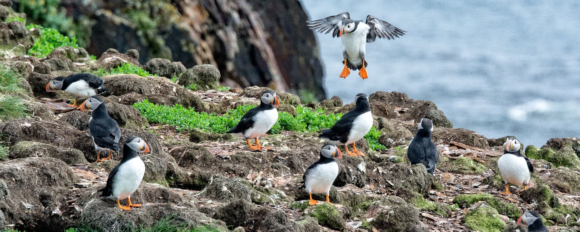 Exploring Newfoundland comes nature-ally to Adventure Canada - Travel ...