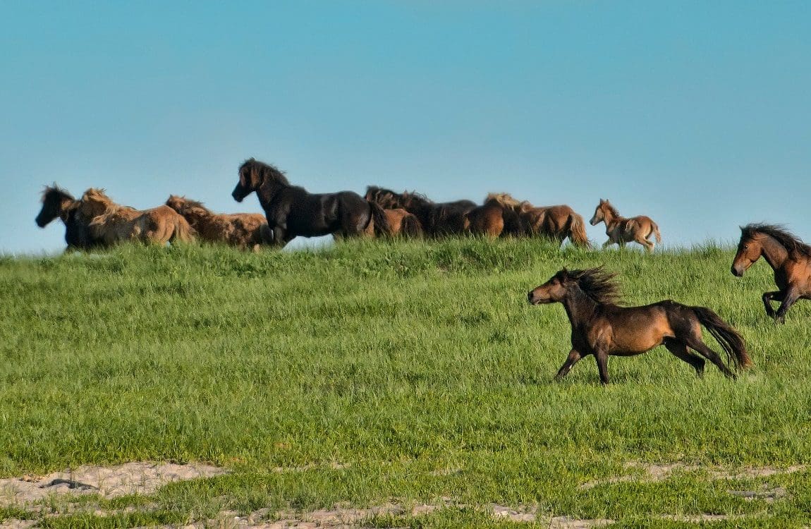 Sable Island is a nature enthusiast's delight - Travel CourierTravel ...