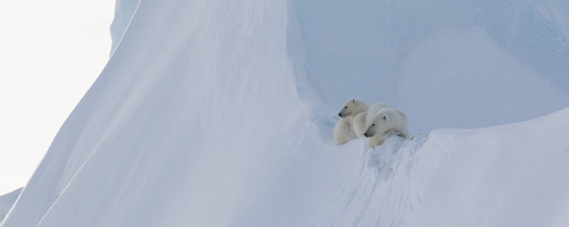 Arctic Kingdom packages showcase polar bears - Travel CourierTravel Courier